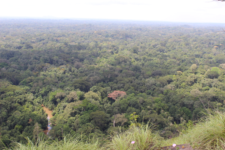 Parc national de Taï | Cayman Islands | Cayman Islands guide and local ...