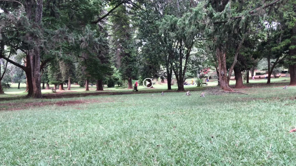 The Nairobi Arboretum – TortoisePath | Kenya 🇰🇪