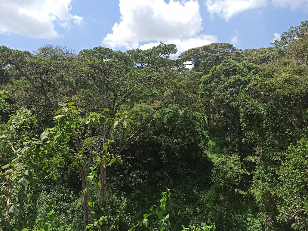 The Oloolua Nature Trail – TortoisePath | Kenya 🇰🇪