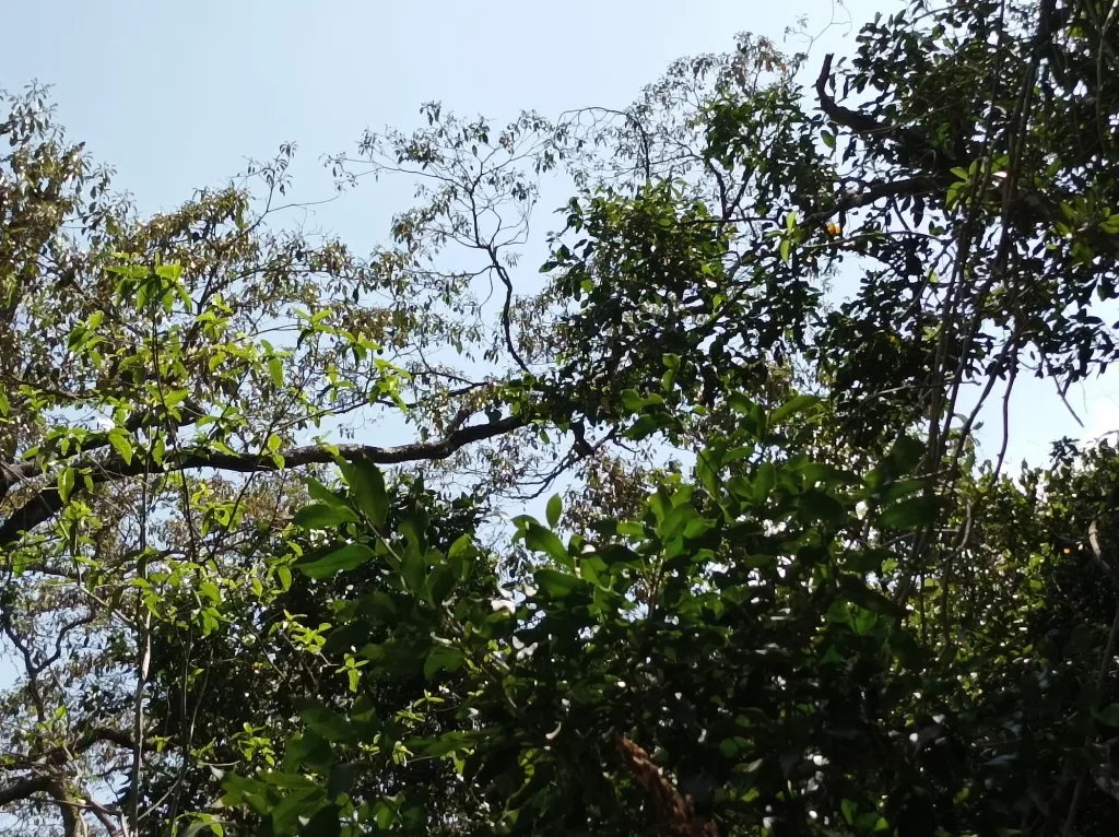 The Oloolua Nature Trail – TortoisePath | Kenya 🇰🇪