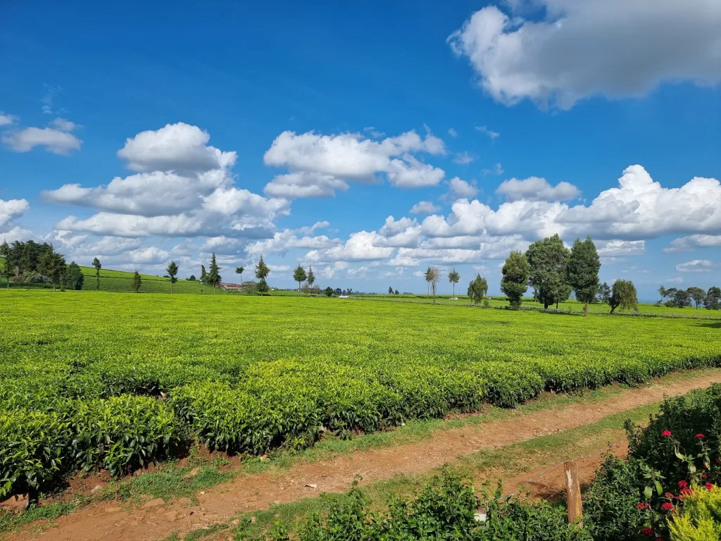Camellia Gardens Limuru – TortoisePath | Kenya 🇰🇪