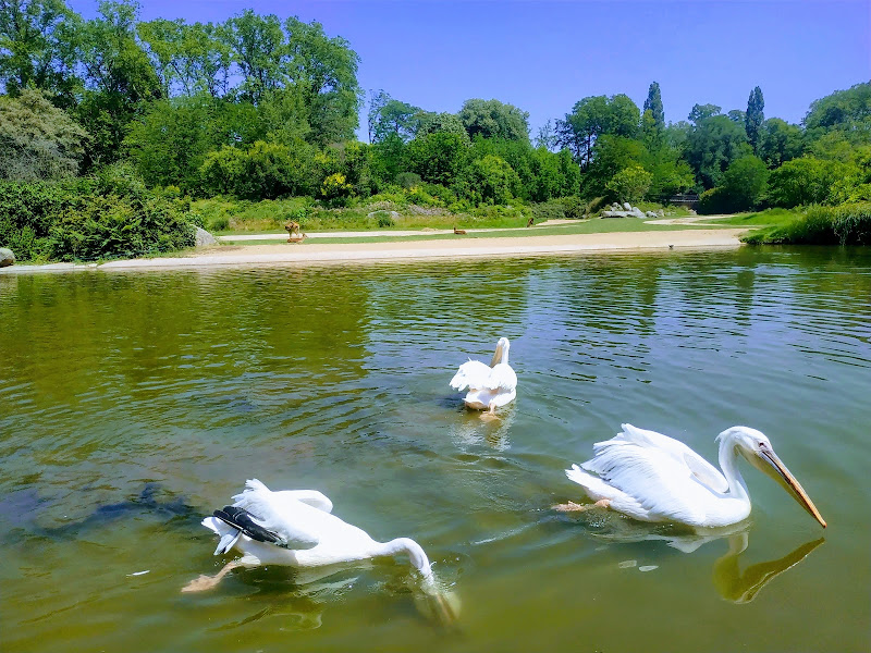 Zoo de Lyon | Mauritius | Mauritius guide and local context ...