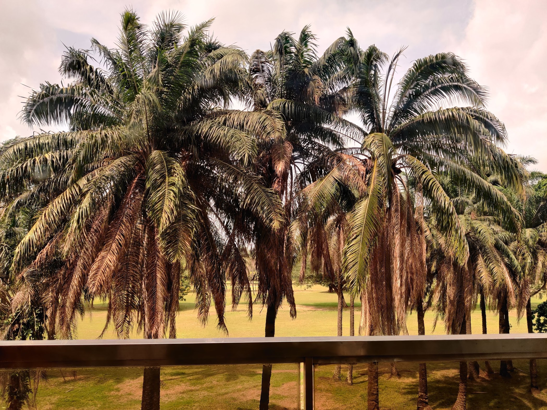 Ikoyi Golf Club – TortoisePath | Nigeria 🇳🇬