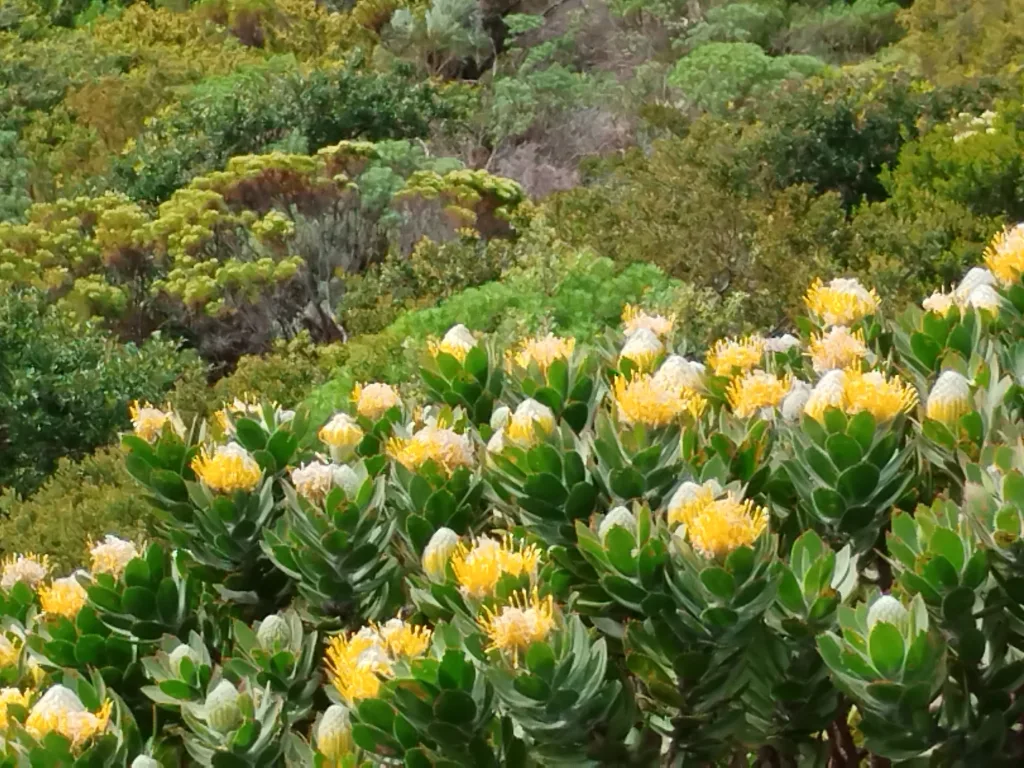 Kasteelspoort Hiking trail – TortoisePath | Southafrica 🇿🇦
