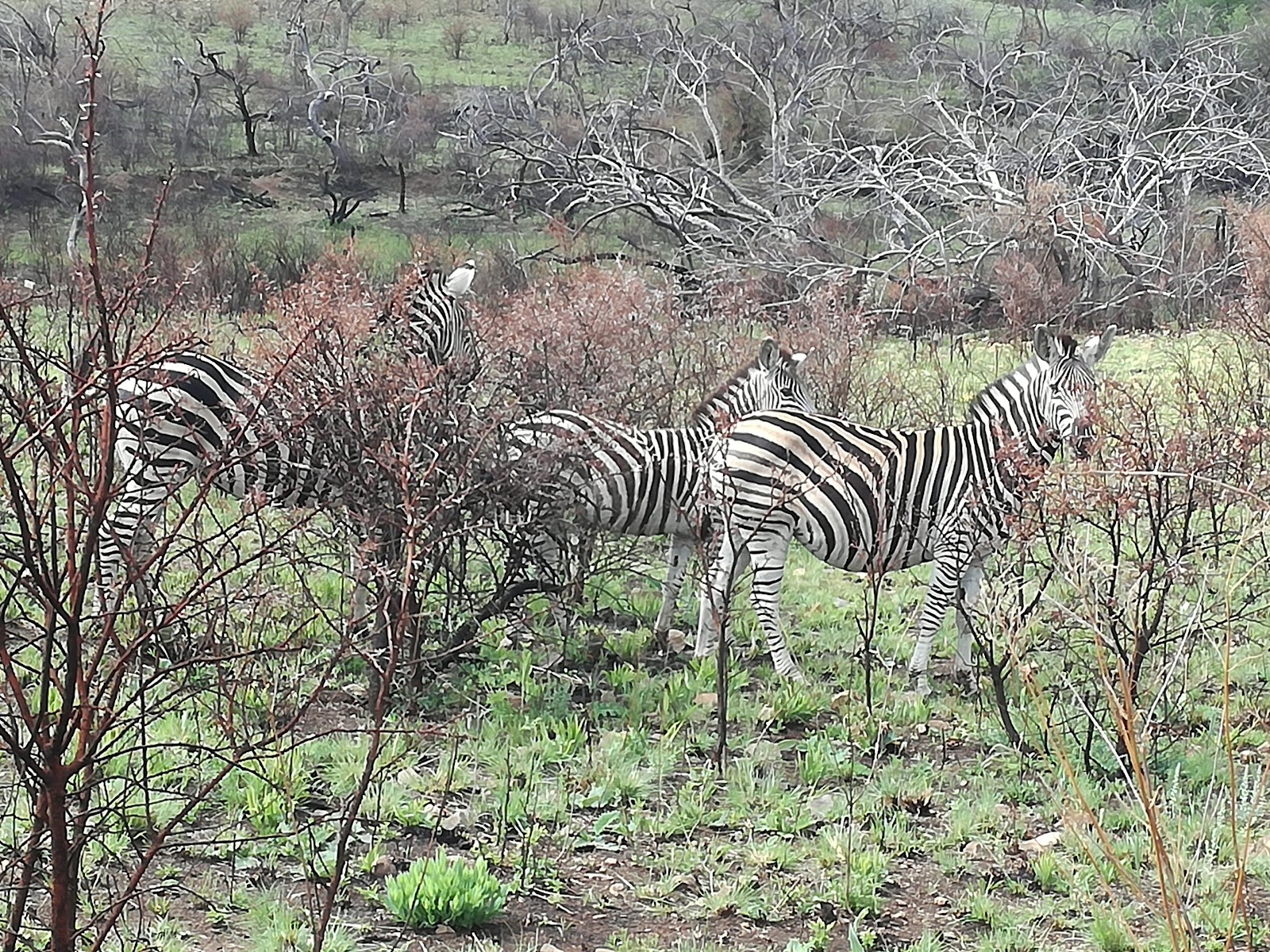 Roodeplaat Dam Provincial Nature Reserve – TortoisePath | Southafrica 🇿🇦