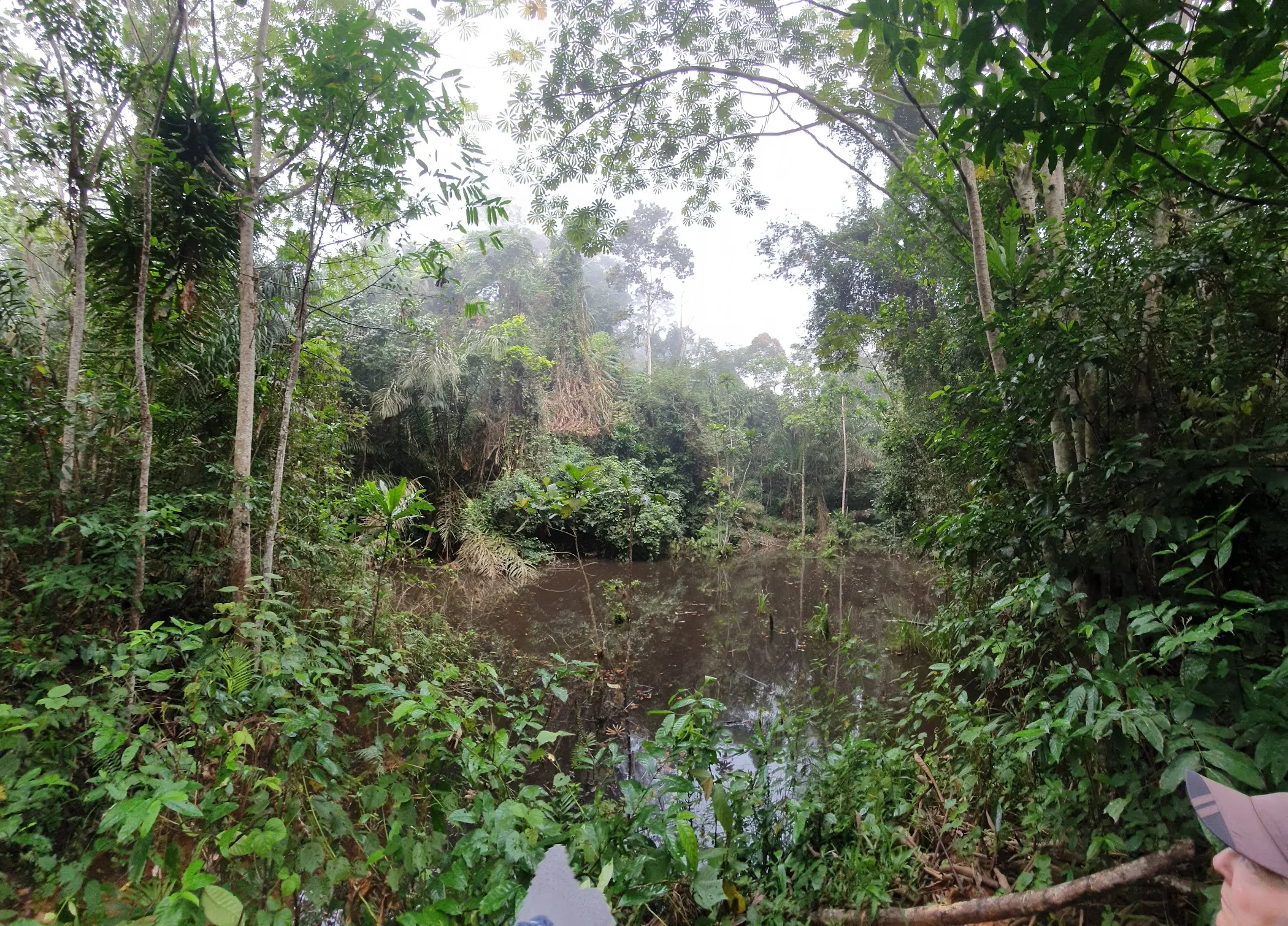 Ankasa Game Reserve & Nini-Suhien National Park – TortoisePath