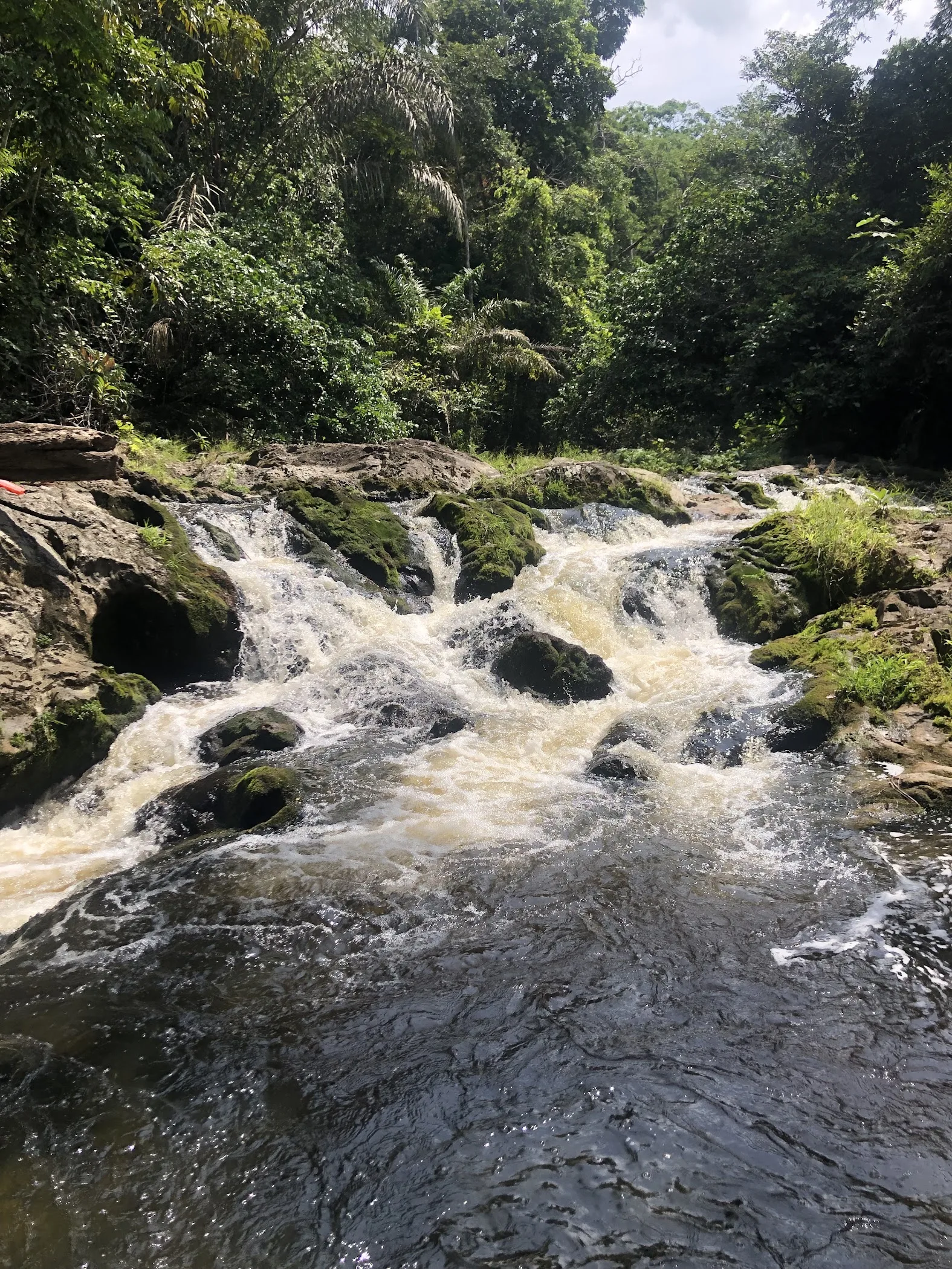Ankasa Game Reserve & Nini-Suhien National Park – TortoisePath