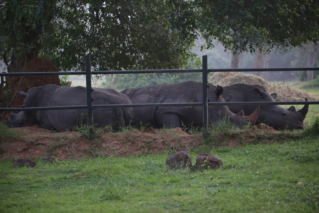 Ziwa Rhino Sanctuary – TortoisePath | Uganda 🇺🇬